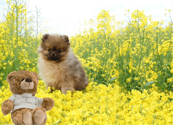 Types of Pomeranians: Dog Breed Information - HubPages