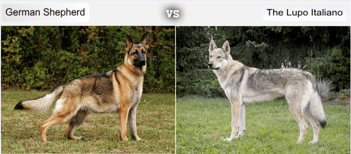 7 Dog Breeds Developed From the German Shepherd's Bloodline - HubPages