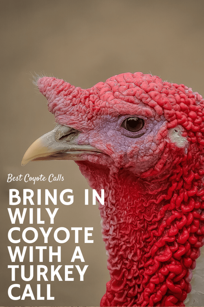 Coyote Hunting Gear: 3 Best Non-Electronic Predator Calls for 2023 ...