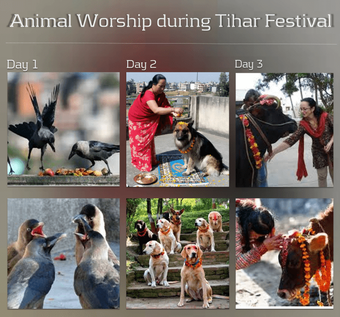 Kukur Tihar Festival and Hindu's Conviction to Dog Worship - HubPages