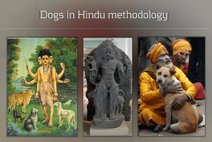 Kukur Tihar Festival and Hindu's Conviction to Dog Worship - HubPages