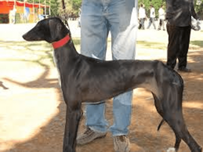 6 Indian Dogs Like the Doberman - HubPages