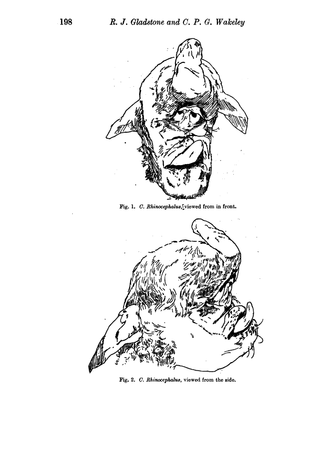 Cyclops Animals and Cyclopia. - HubPages