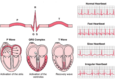Different Heart Rhythms - HubPages