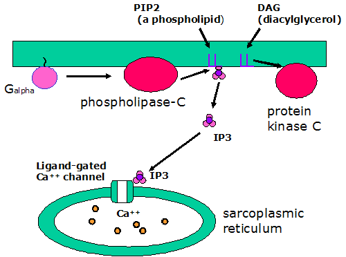 Life cycle of receptors, G proteins and Second Messengers (Definition ...