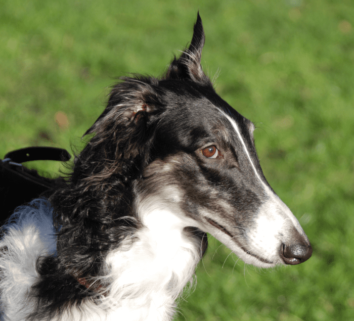 Top 50 Animals with Long Noses - HubPages