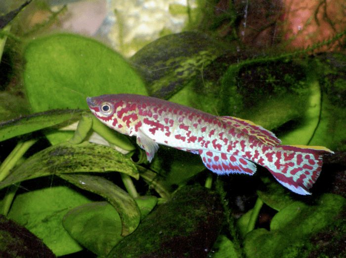 Top 50 Animals with Long Noses - HubPages