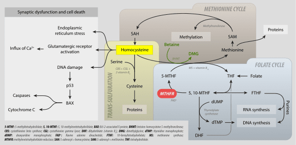 Understanding MTHFR as a Genetic Mutation - HubPages