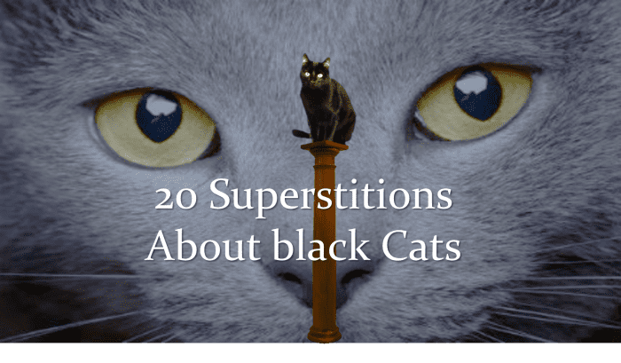 20 Superstitions About Black Cats - HubPages