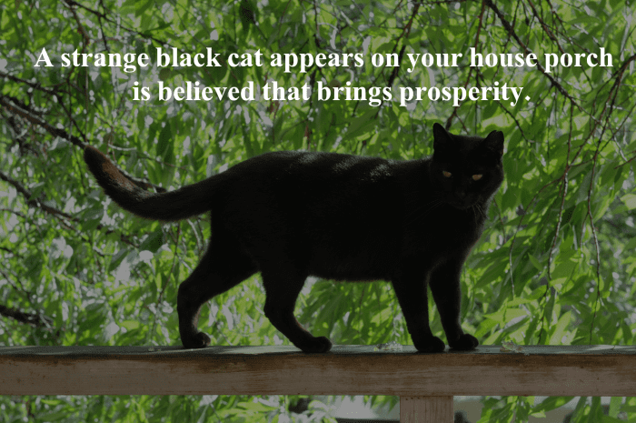 20 Superstitions About Black Cats - HubPages