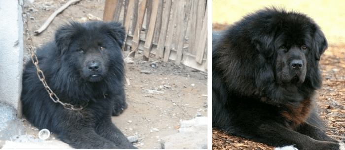 10 Dogs Developed from Tibetan Mastiff - HubPages