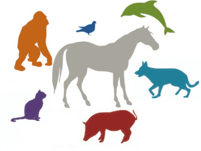 Proof of animal intelligence - HubPages