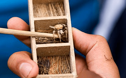 Spider Fighting and Gambling in the Philippines - HubPages