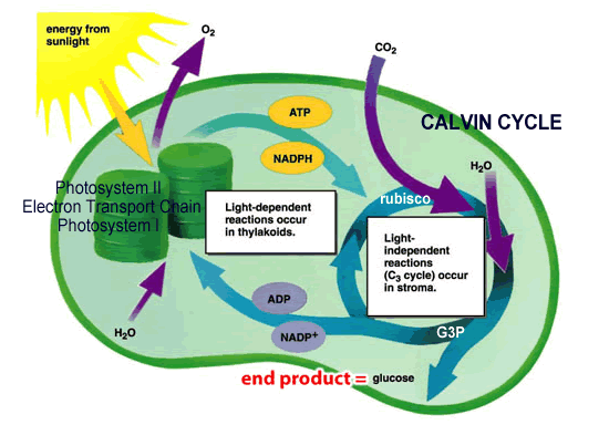 Guide to Understanding Photosynthesis Light Dependent Reactions - HubPages