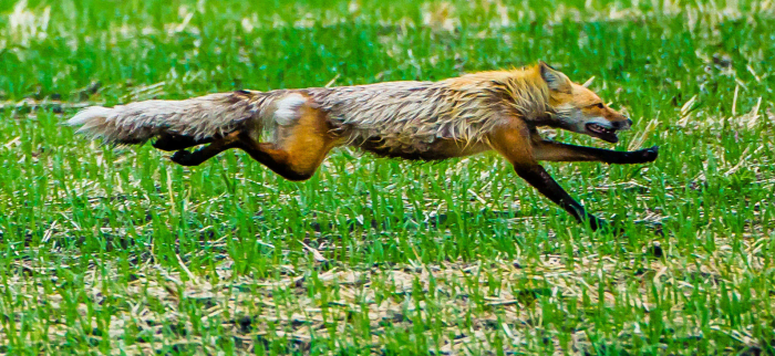 The 25 Interesting Facts About foxes - HubPages