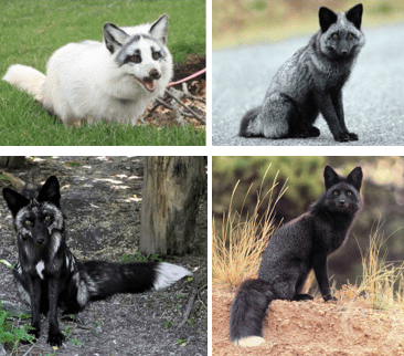 The 25 Interesting Facts About foxes - HubPages