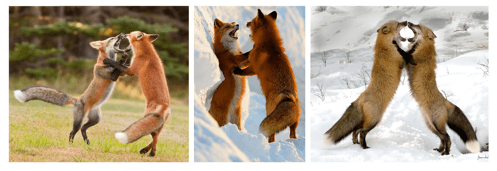 The 25 Interesting Facts About foxes - HubPages