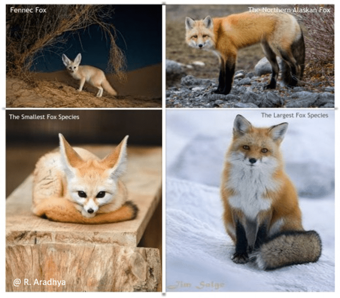 The 25 Interesting Facts About foxes - HubPages