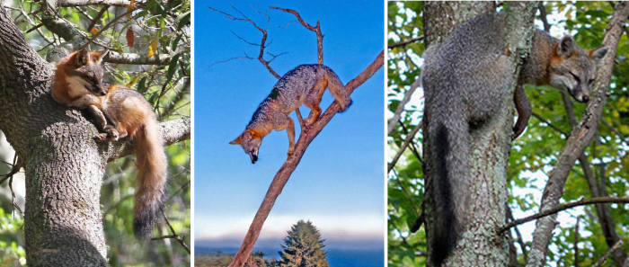 The 25 Interesting Facts About foxes - HubPages