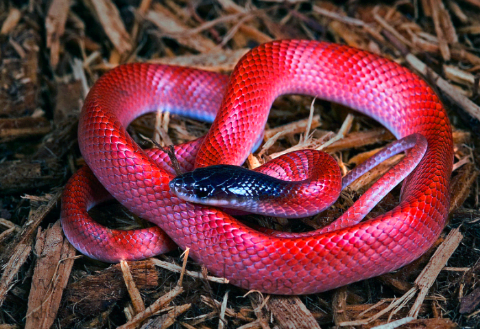 Beautiful Snakes - HubPages