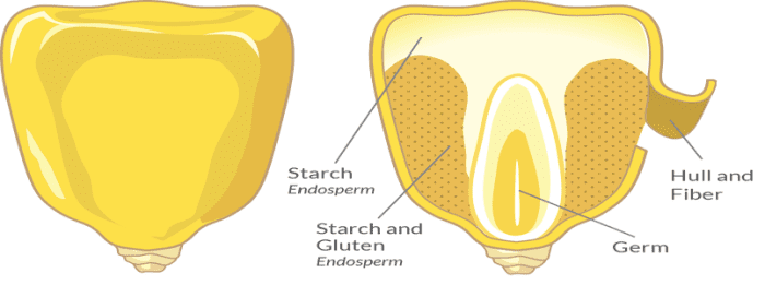 How and Why Does Popcorn Pops? Science & Structure of Popcorn Kernels ...