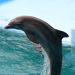 Dolphin Facts For Kids With Printable Worksheets - HubPages
