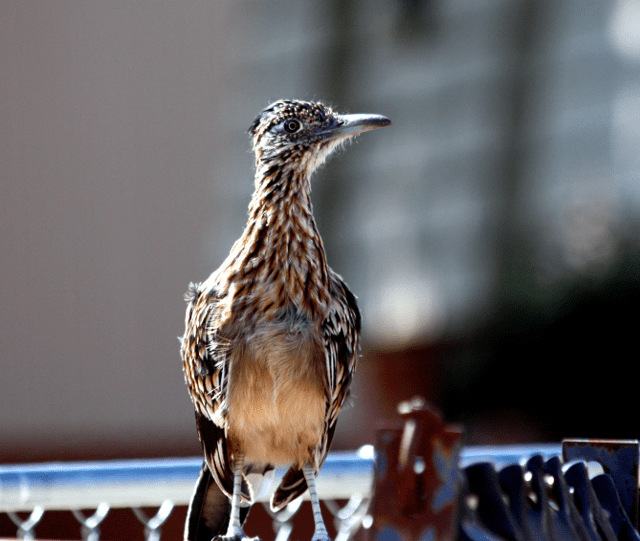 The Roadrunner Bird - Interesting Facts and Information - HubPages