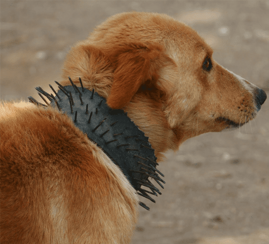 Strongest Molosser Dogs from India and Pakistan - HubPages