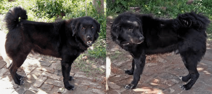 Strongest Molosser Dogs from India and Pakistan - HubPages