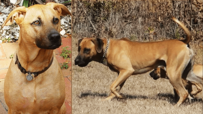 Strongest Molosser Dogs from India and Pakistan - HubPages