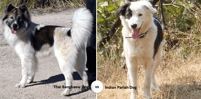 Pariah Dog the Ancestor of 7 Other Dog Breeds. - HubPages