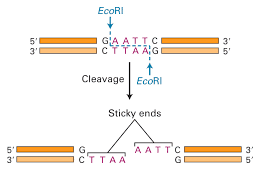 Production of Recombinant Therapeutic Proteins - HubPages