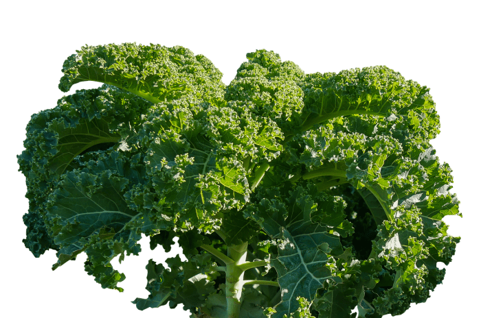 30 Common and Exotic Leafy Green Healthy Vegetables - HubPages