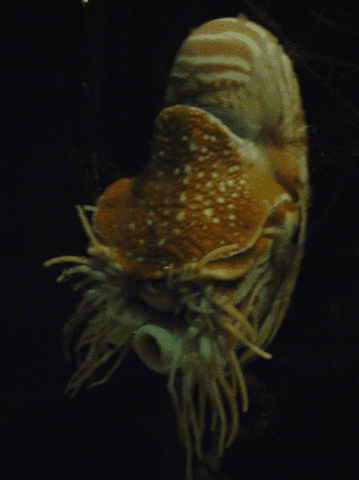Nautilus: A Living Fossil - HubPages