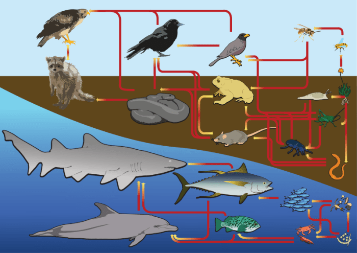 Learn About Food Chains and Food Webs for Kids - HubPages