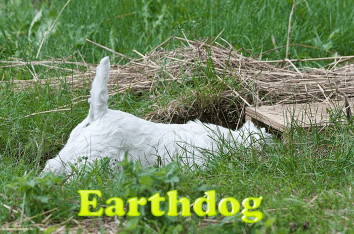 The 10 Best Earthdogs - HubPages