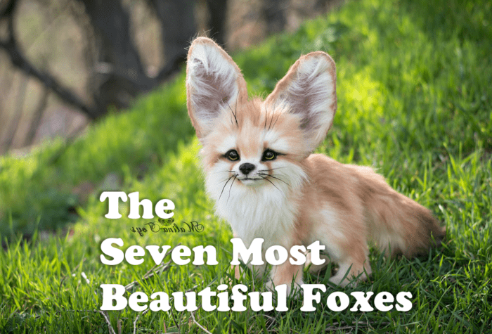 7 Most Beautiful Foxes - HubPages