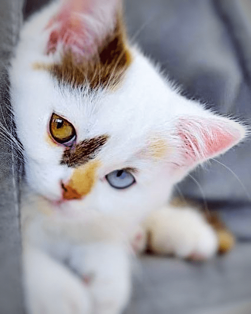 The Legendary Ragdoll Cat - HubPages