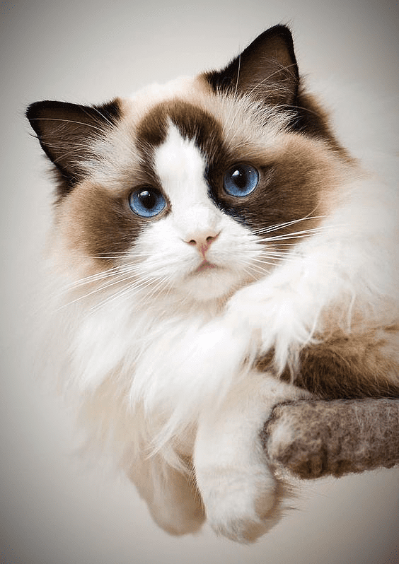 Discover the Beauty of the Ragdoll Cat - HubPages