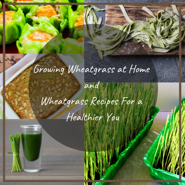 How To Grow Wheatgrass at Home (With Recipes) - HubPages