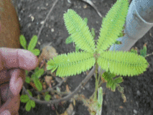 Mimosa Plant (Mimosa pudica): How It Moves its Leaves - HubPages