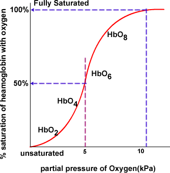 The Bohr Effect - HubPages