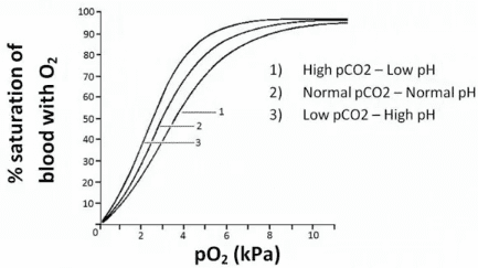 The Bohr Effect - HubPages