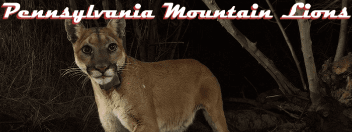 Top 10 Cryptids in Pennsylvania: Squonk, Bigfoot, and More - HubPages