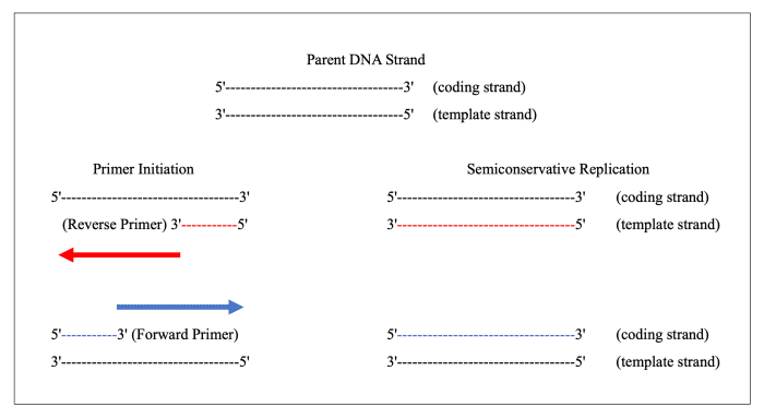 Designing PCR Primers to Amplify Target Genes - HubPages