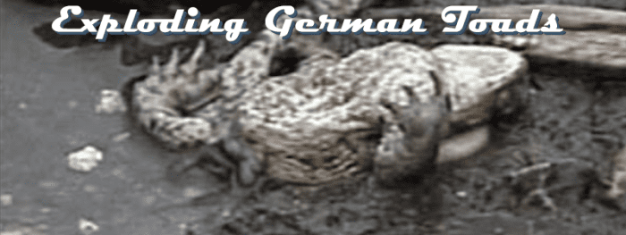 Top 10 Extremely Strange Mass Animal Deaths - HubPages