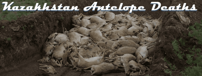 Top 10 Extremely Strange Mass Animal Deaths - HubPages