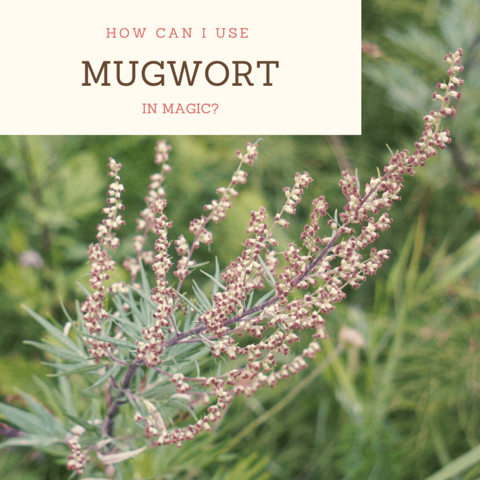 Lessons in Magical Herbalism: Mugwort (Aremesia Vulgaris) - HubPages