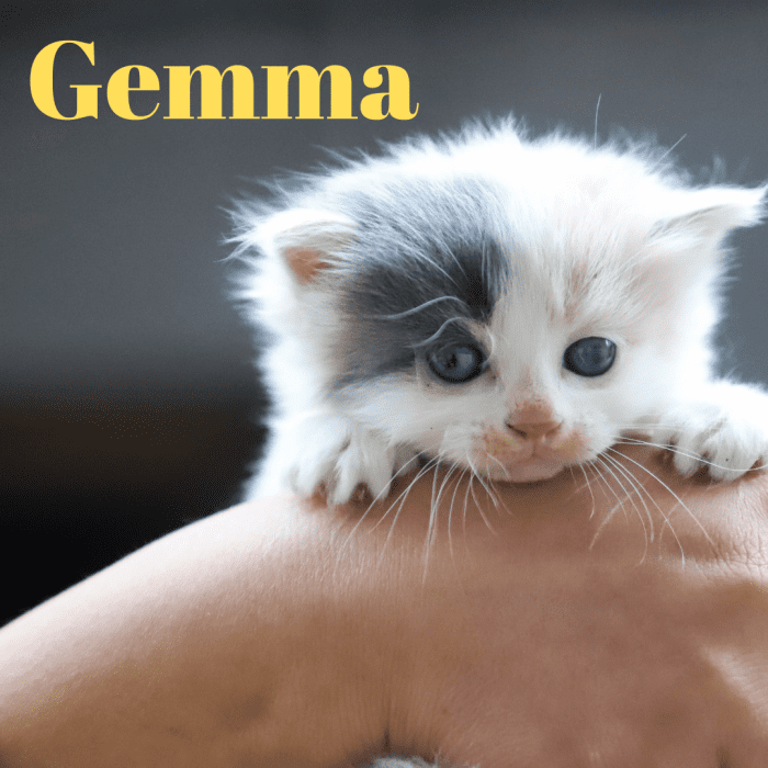 500 Cute Kitten Names - HubPages