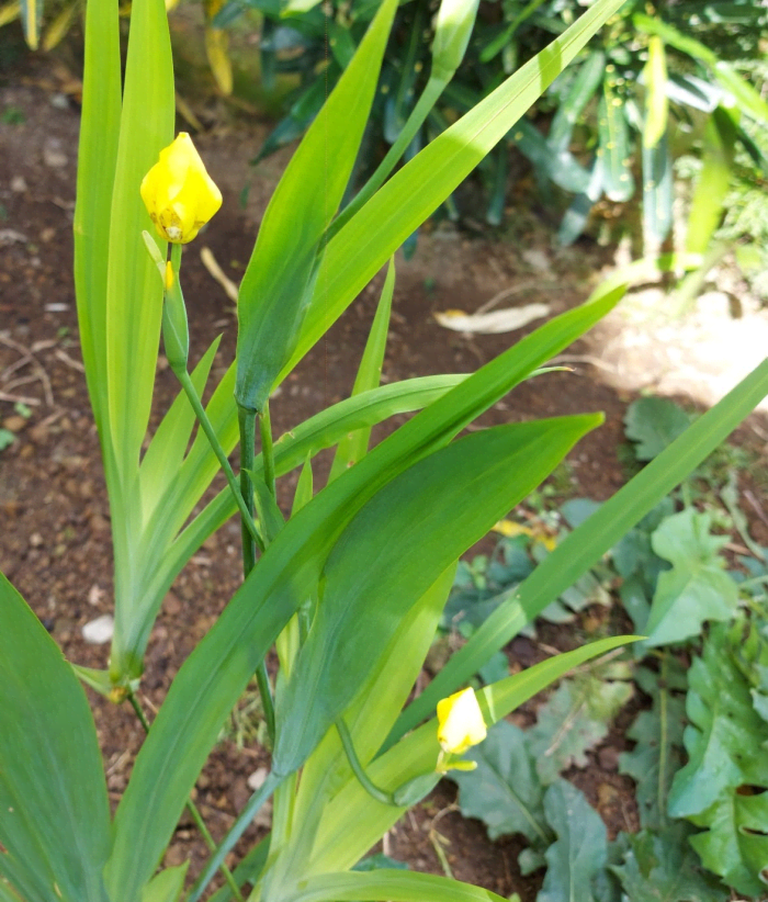 Yellow Walking Iris: The Gardener’s Morale Booster - HubPages